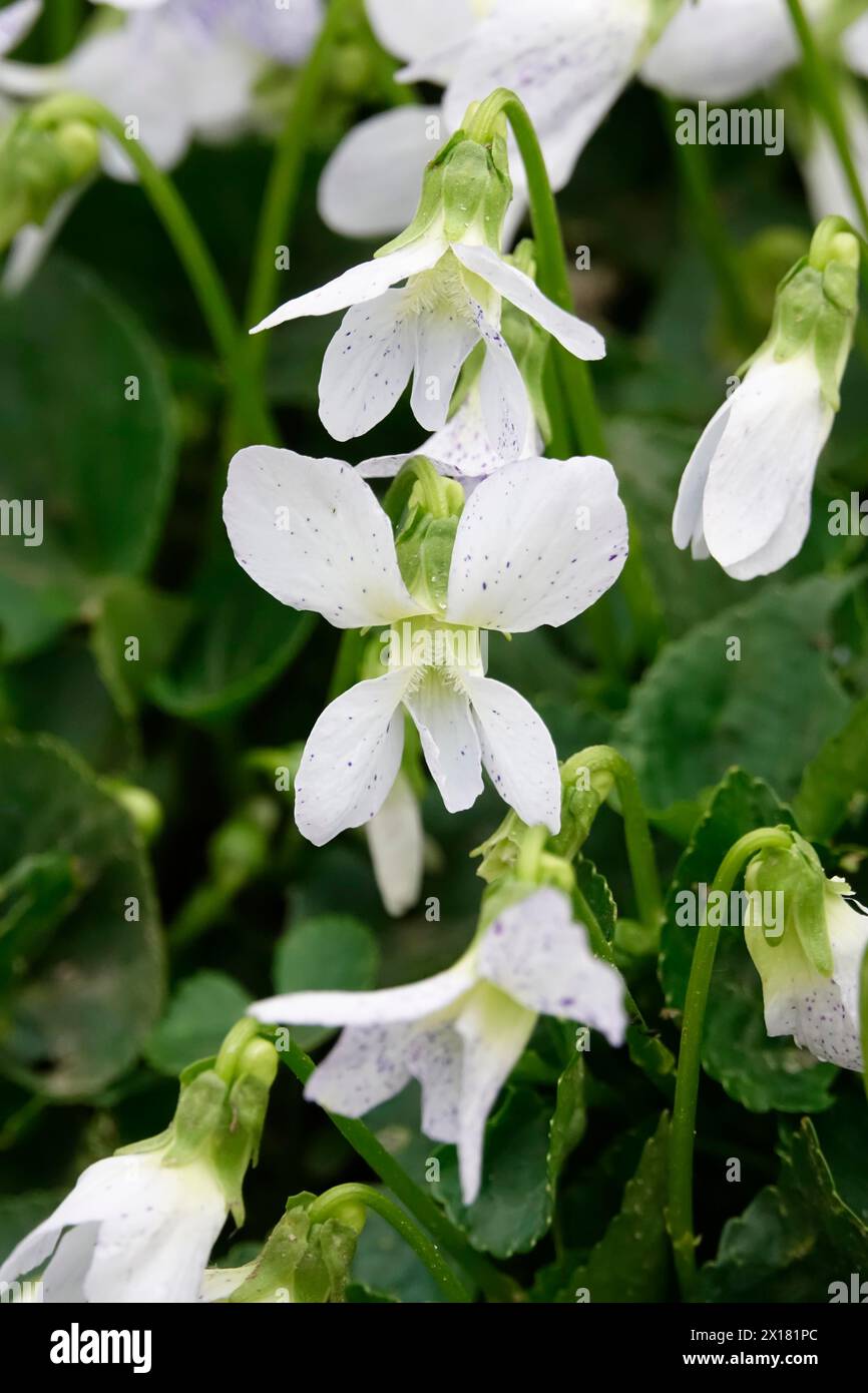 White violets, April, Germany Stock Photo - Alamy