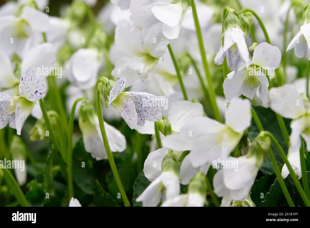 White violets, April, Germany Stock Photo - Alamy