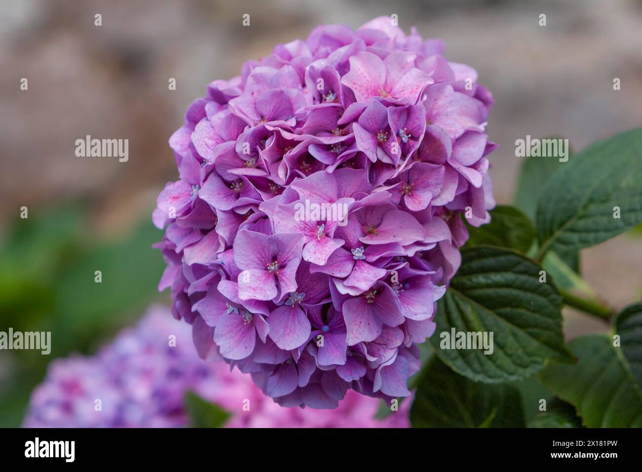 Hydrangea, hydrangea, hydrangea blossom, Brittany, France Stock Photo ...