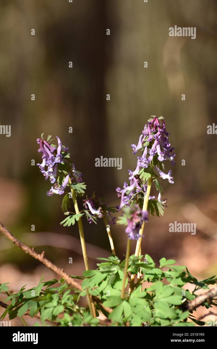 Fingered larkspur in early spring in the forest of the Hunsrueck ...