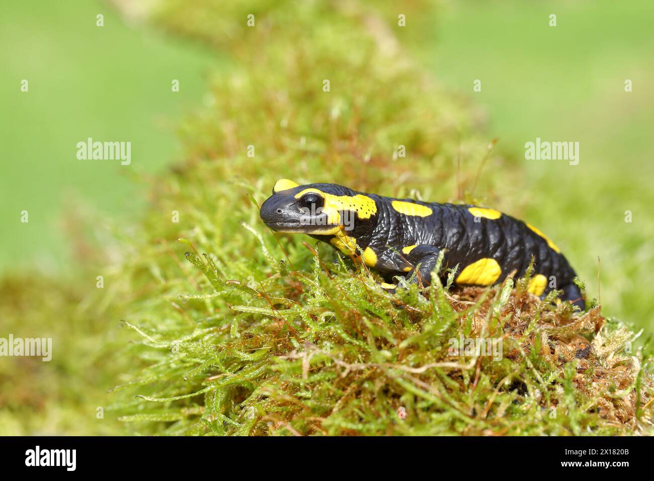 Fire salamander (Salamandra salamandra), running over moss, Wildlife ...
