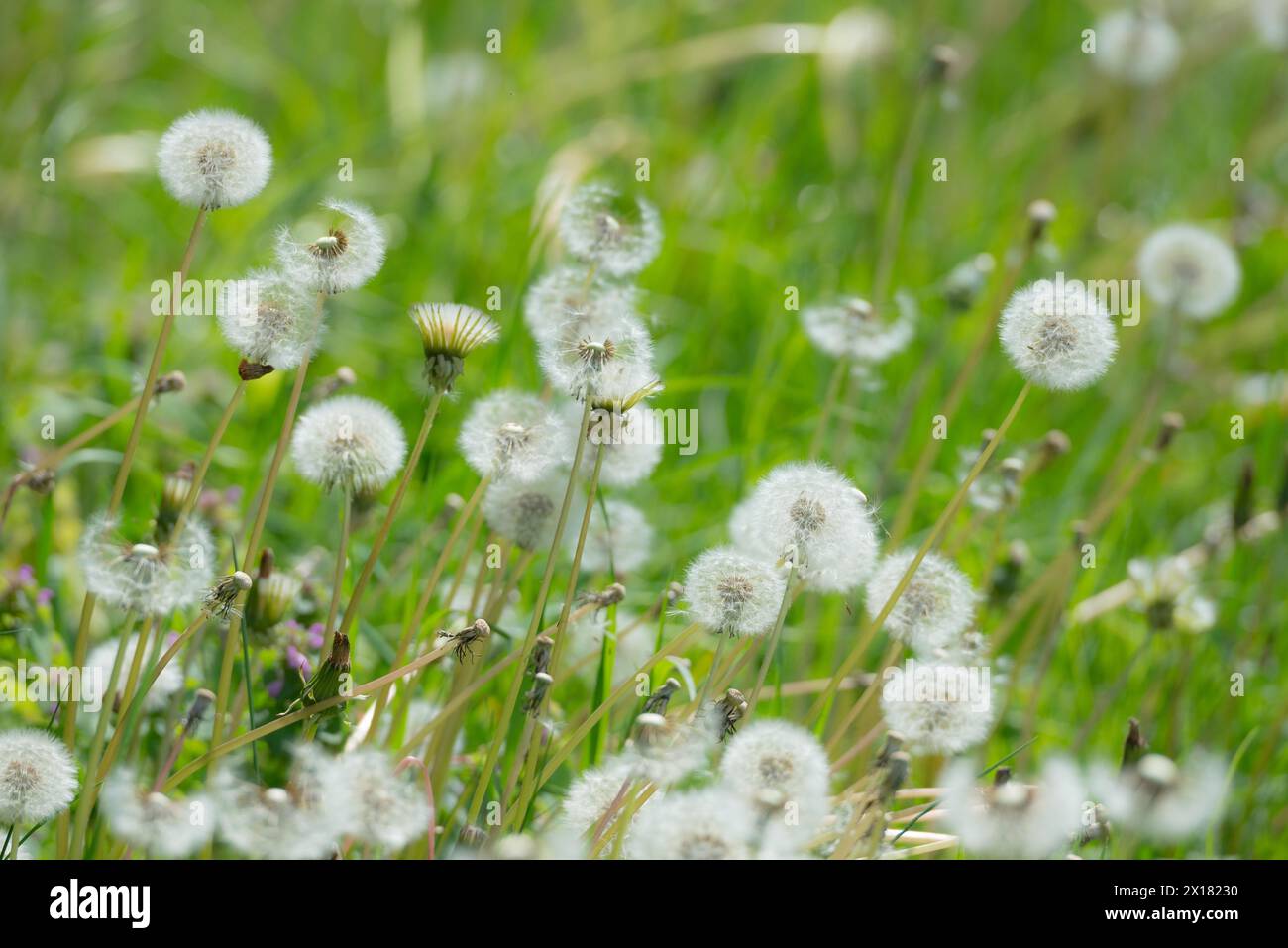 A green meadow full of dandelions in green grass, common dandelion ...