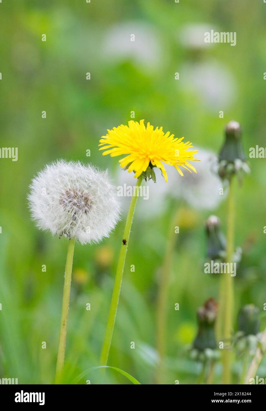Yellow flower next to a dandelion on a blurred green background ...