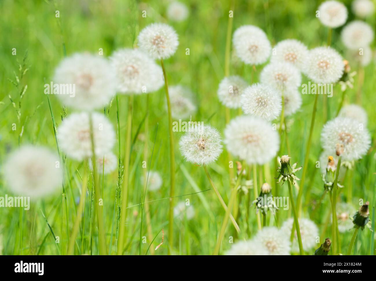 A green meadow full of dandelions, common dandelion (Taraxacum ...