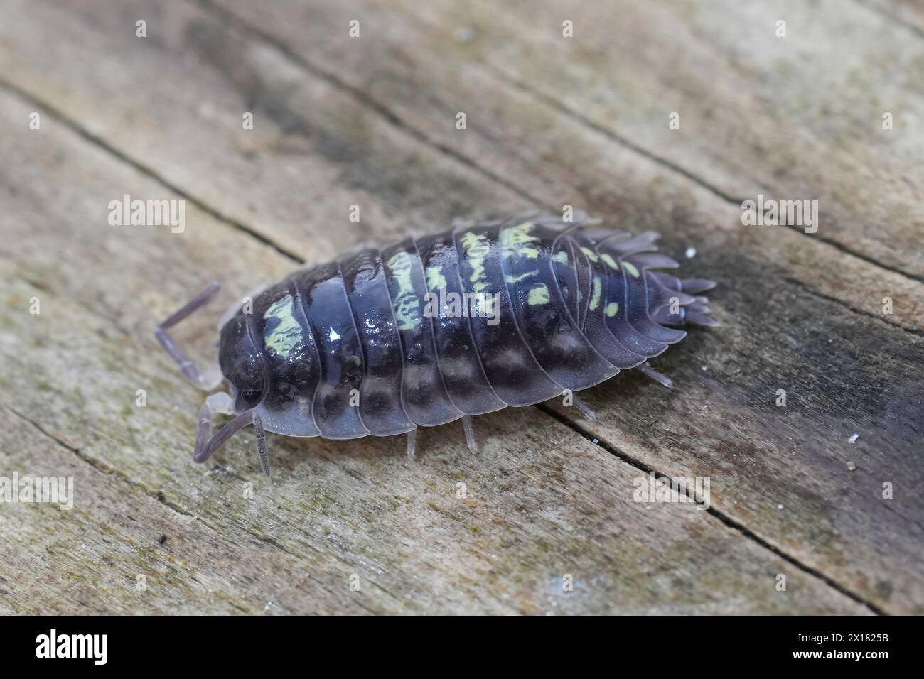 Woodlouse woodlice oniscidea hi-res stock photography and images - Alamy