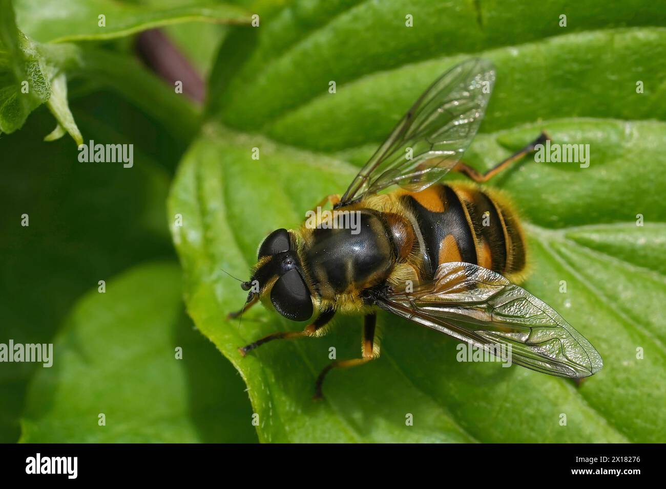 Deadhead hover fly hi-res stock photography and images - Alamy