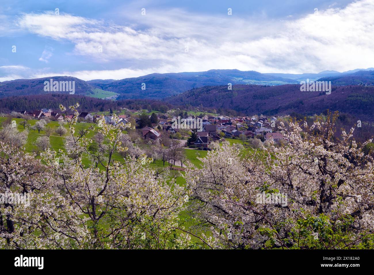 View of the village of Nuglar with flowering cherry trees (Prunus avium ...