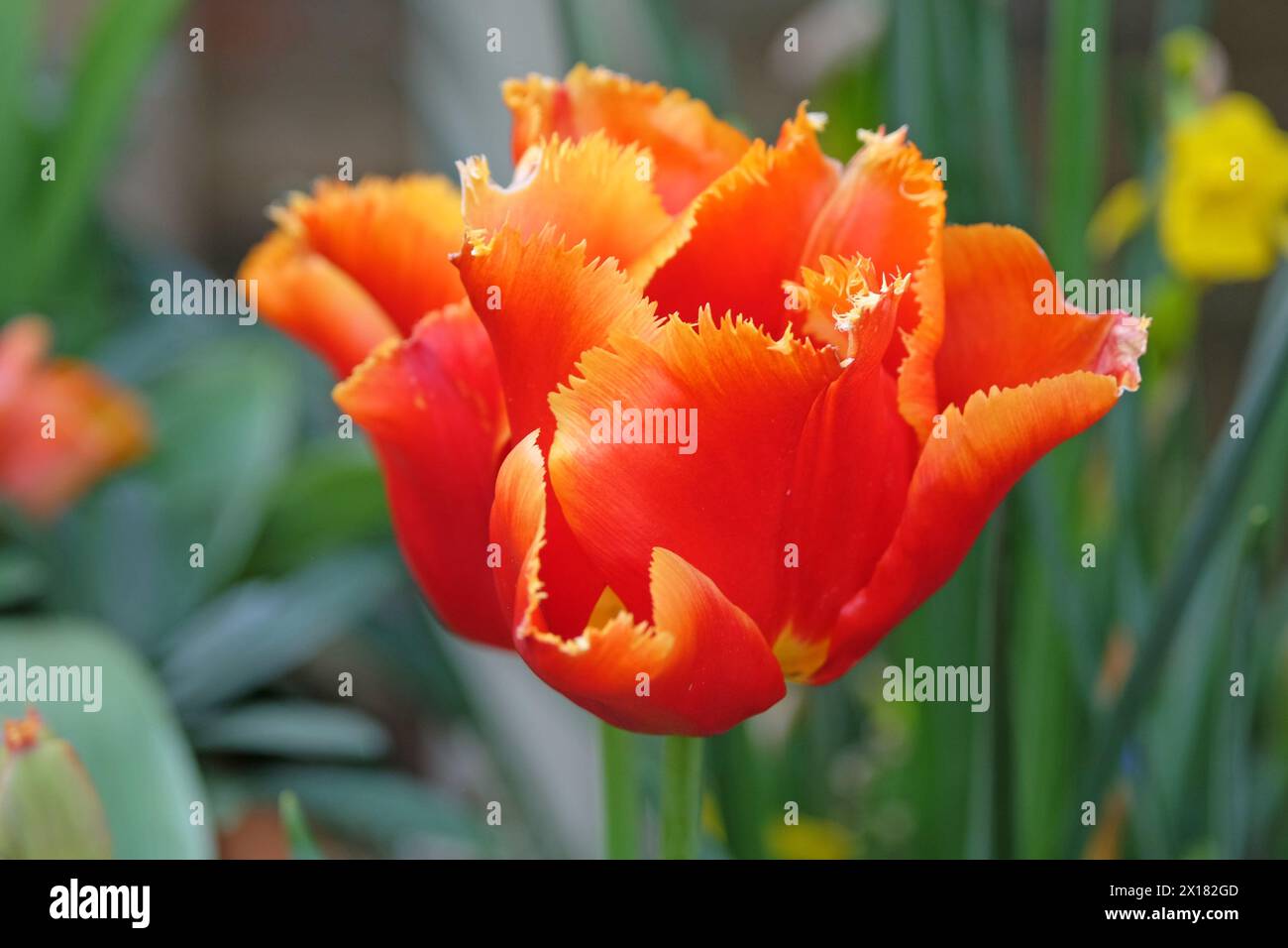 Orange and red feathered tulip, tulipa ‘Lambada’ in flower Stock Photo ...