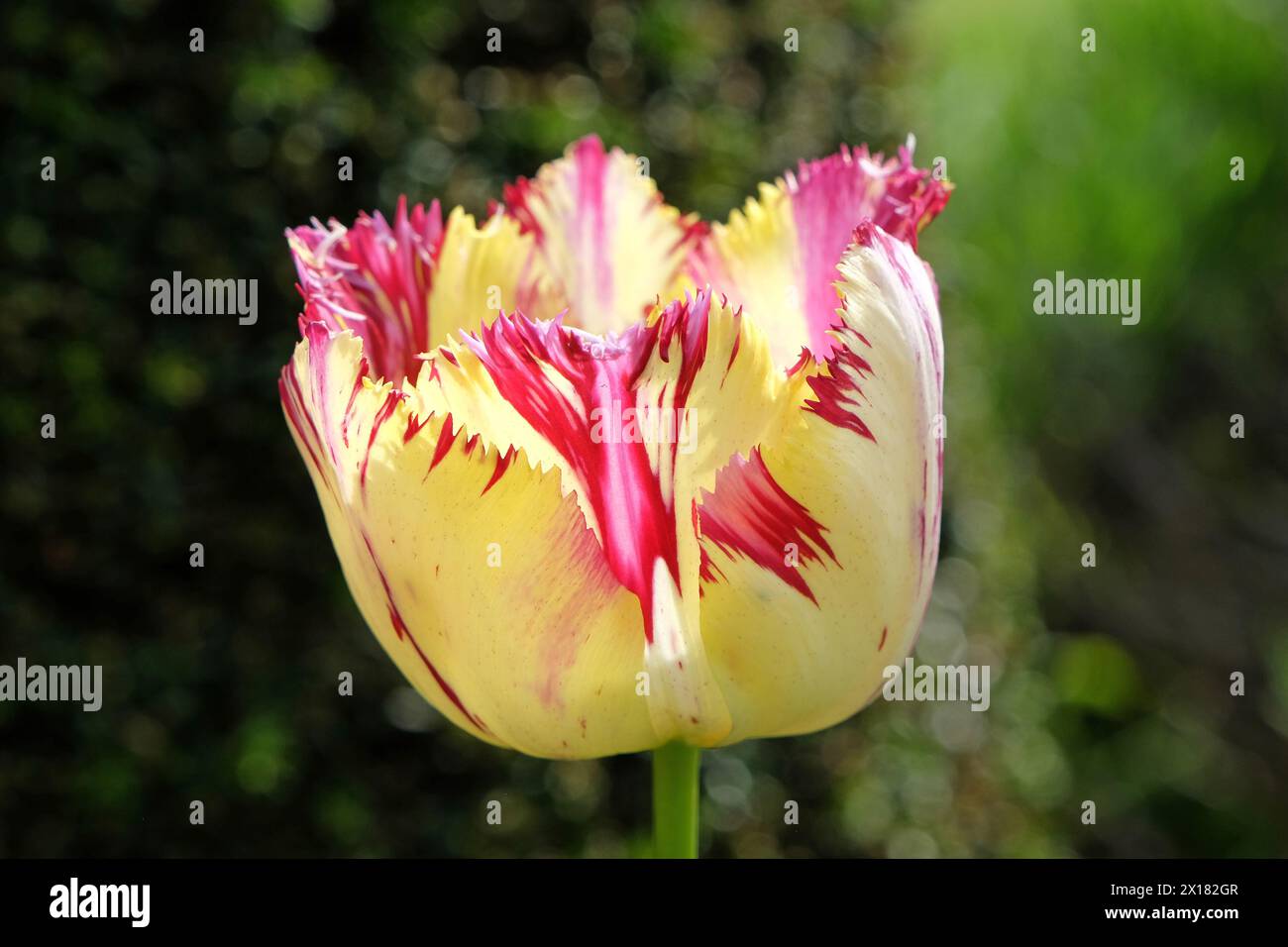 Broken, variegated Purple and cream fringed tulip, tulipa ‘Louvre’ in ...