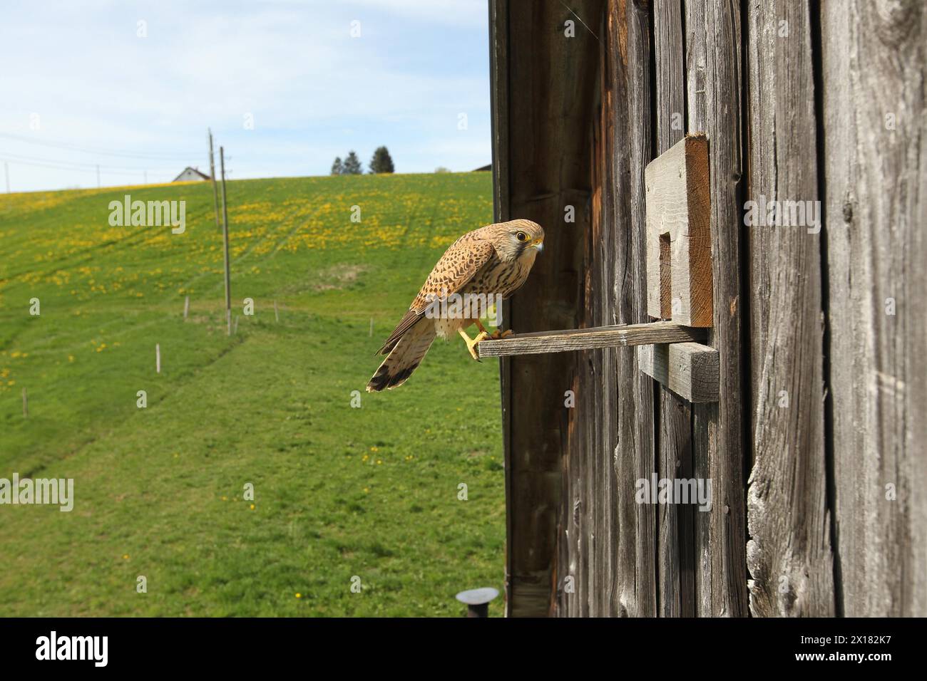 Common kestrel (Falco tinnunculus) female at the breeding site, a ...