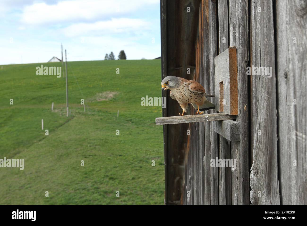 Common kestrel (Falco tinnunculus) male at the breeding site, a nesting ...