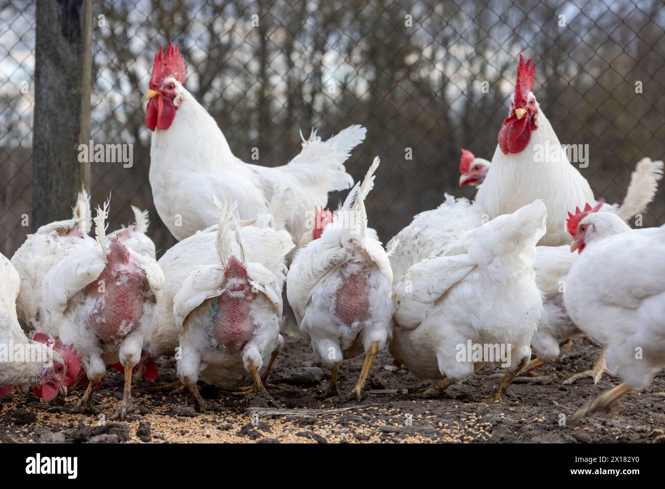 White laying hens peck grain on the street Stock Photo - Alamy