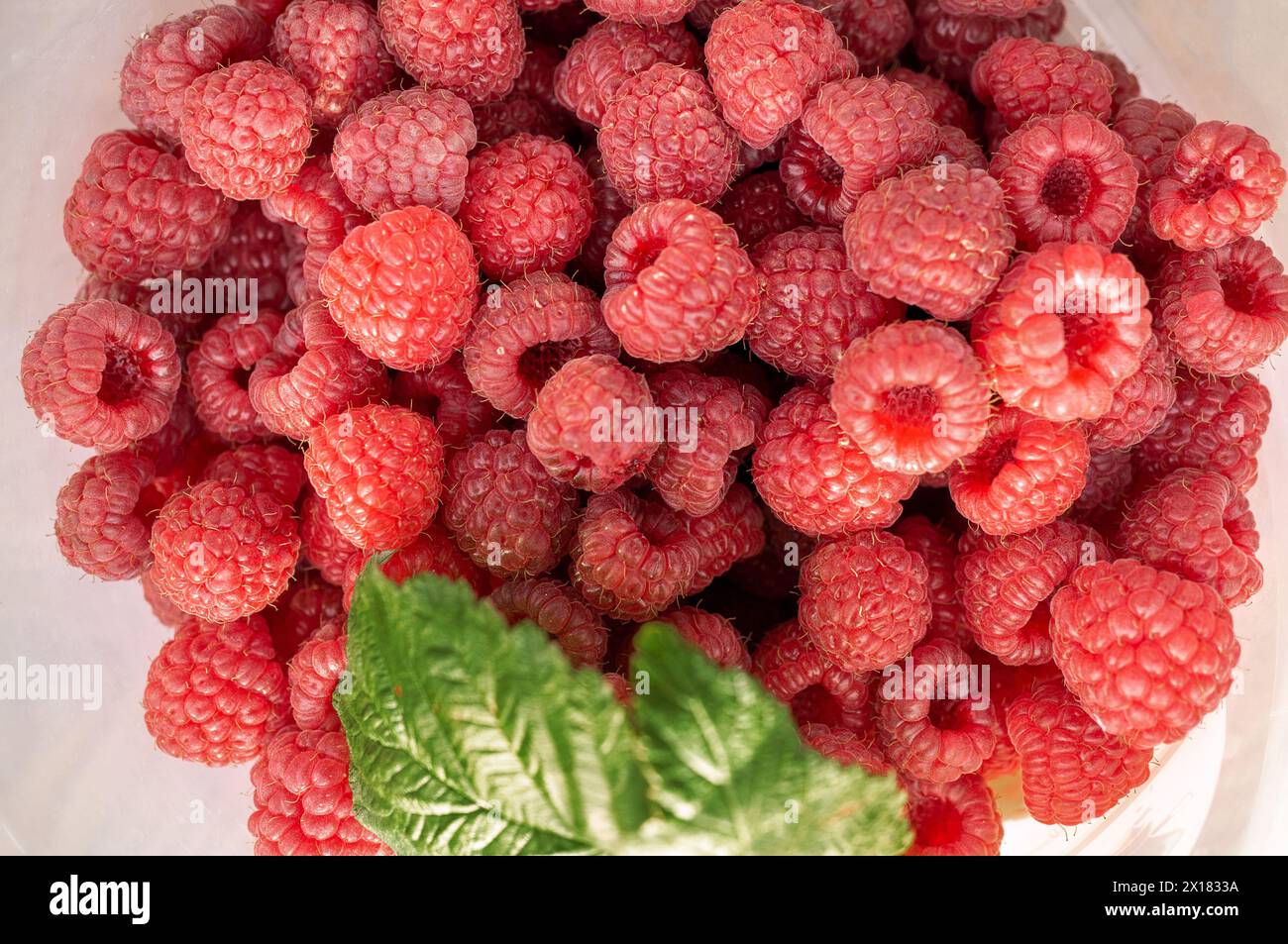 raspberries close-up. Ripe juicy raspberry harvest. Berry background ...