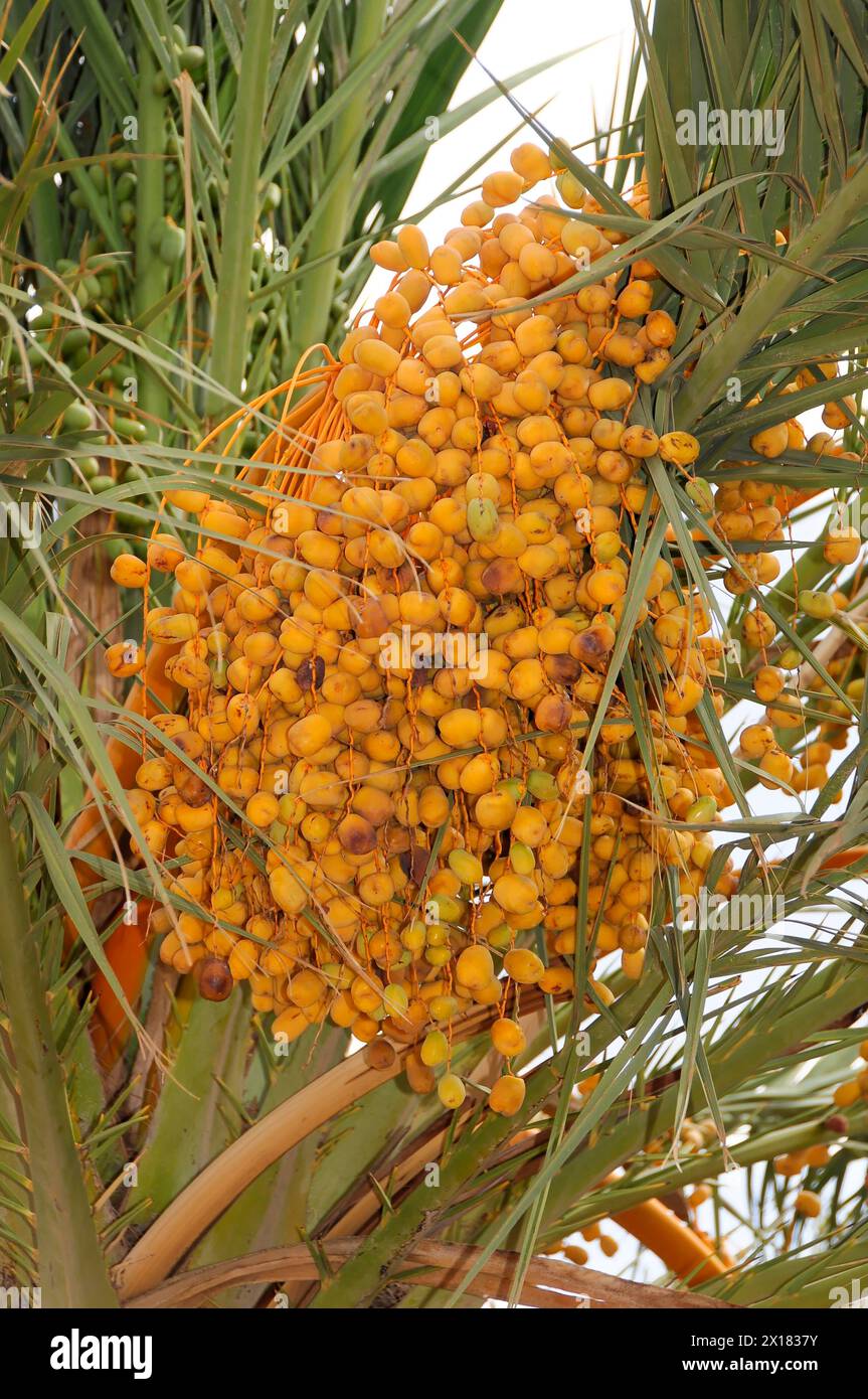 Date palm tree morocco hi-res stock photography and images - Alamy