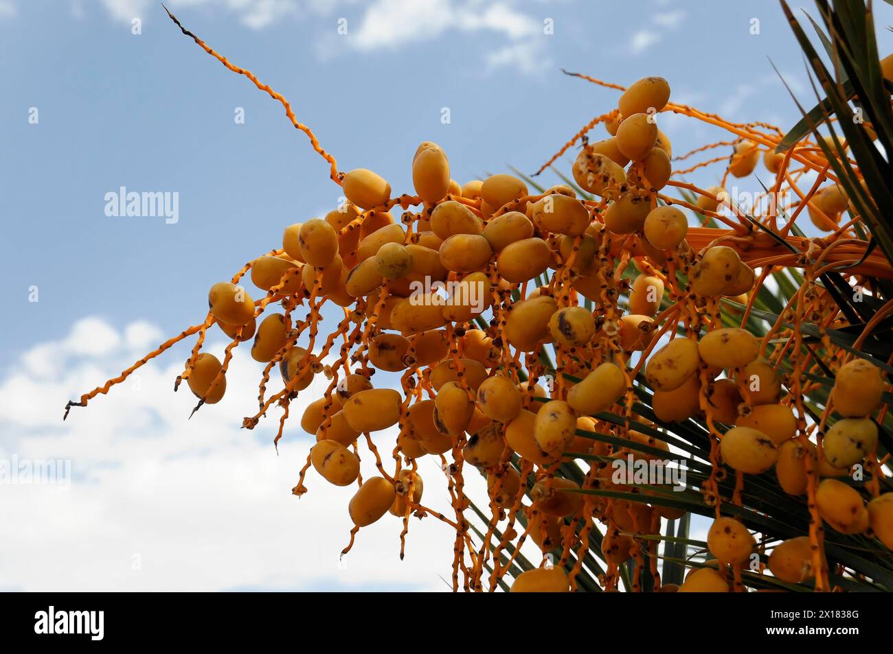Date palm tree morocco hi-res stock photography and images - Alamy