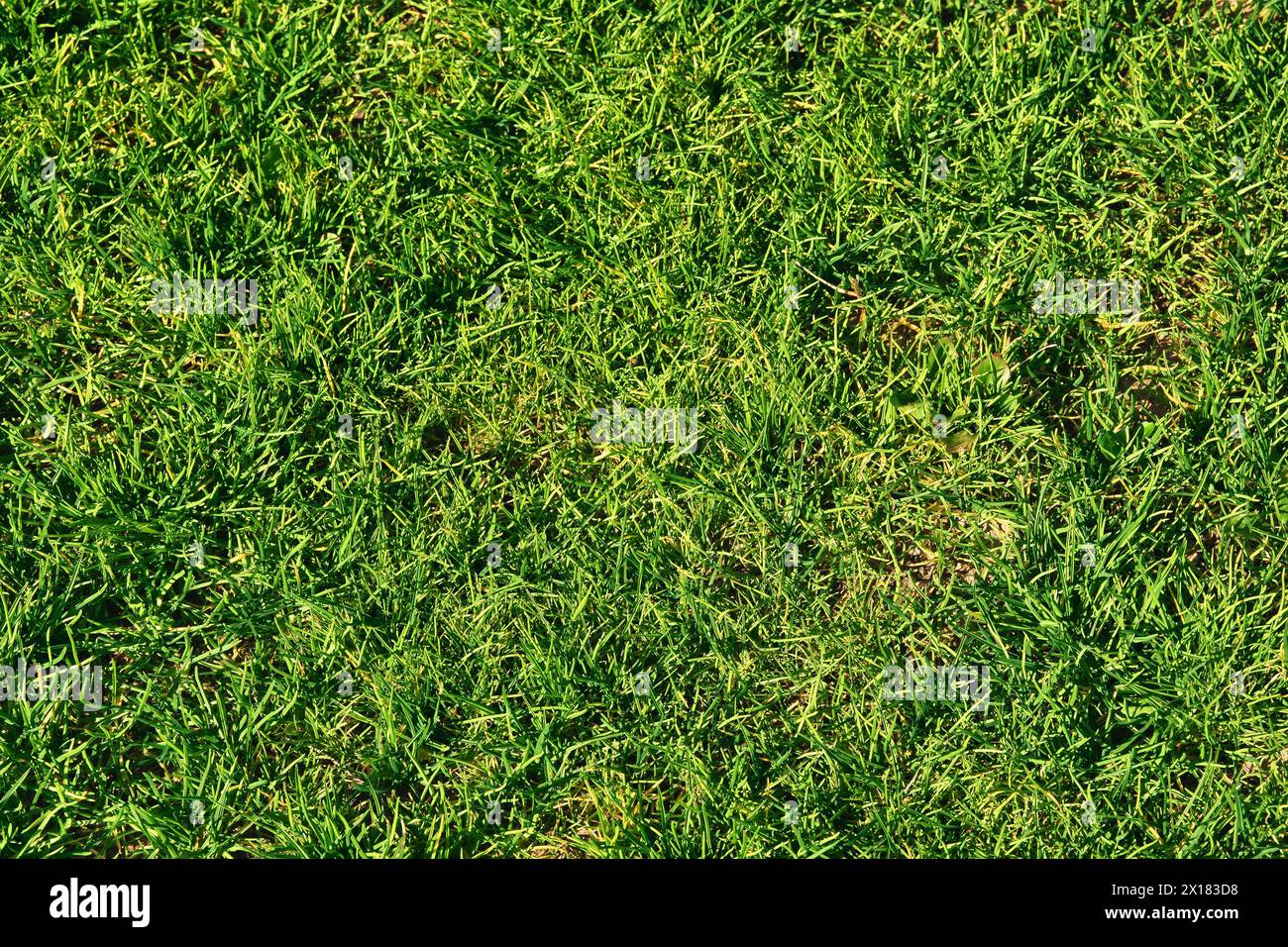 Green grass pattern and texture for background. Close-up image. Top ...