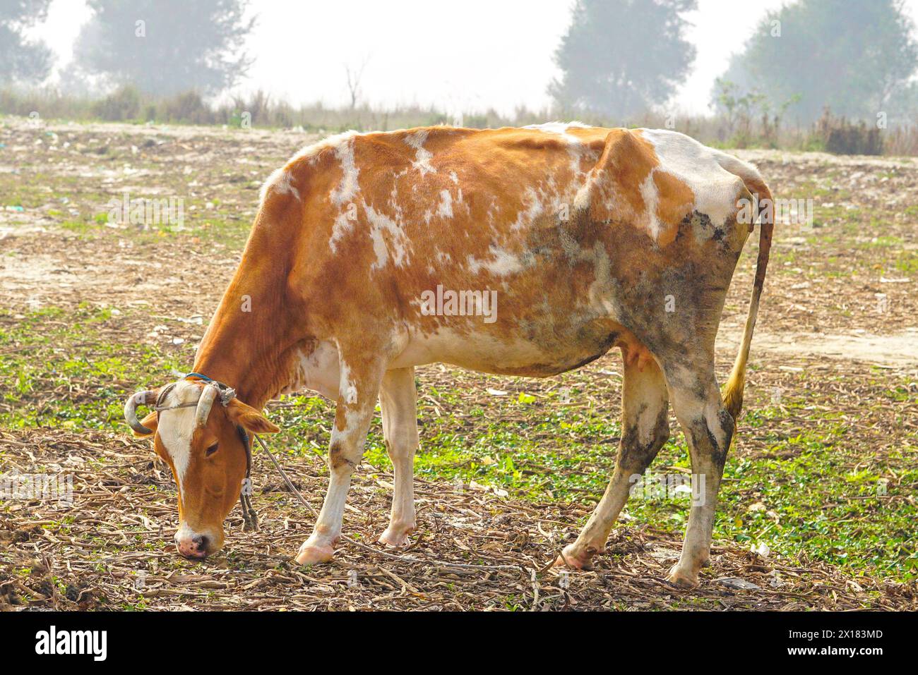 Beautiful cow eating grass on hi-res stock photography and images - Alamy