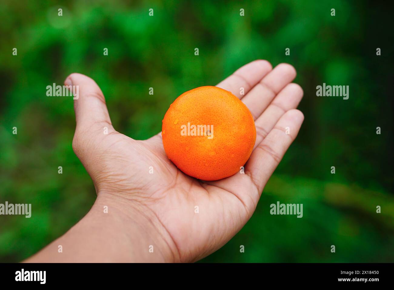 Fresh mandarin orange fruit or tangerine, Male hand holding a ripe ...