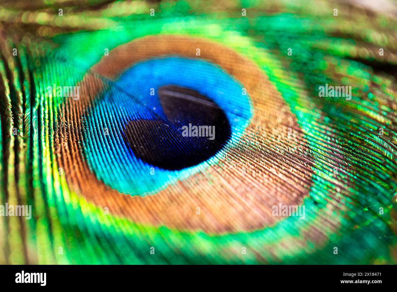 A macro portrait of a colorful and vibrant peacock feather. The bird ...