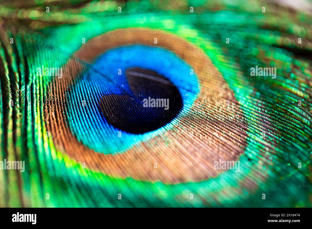 A vibrant closeup portrait of a colorful peacock feather. The bird uses ...