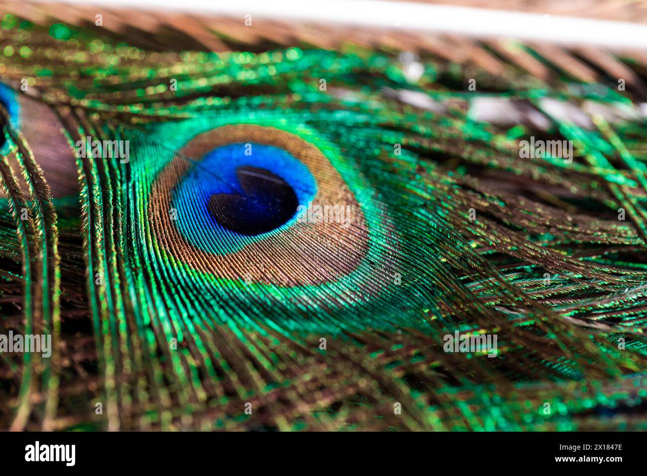 A portrait of a vibrant and colorful peacock feather. The bird uses ...