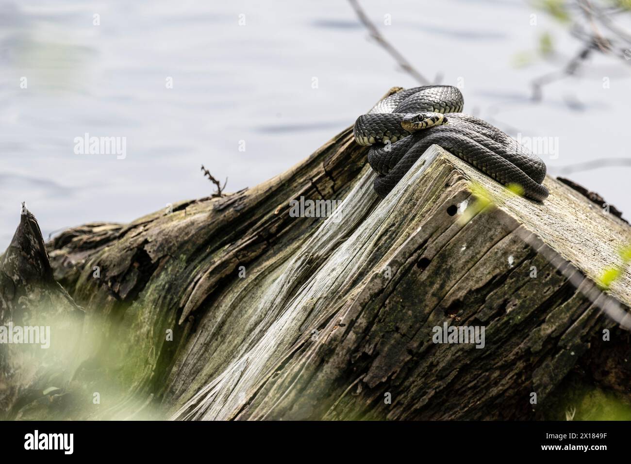 Grass snake (Natrix natrix), Emsland, Lower Saxony, Germany Stock Photo ...
