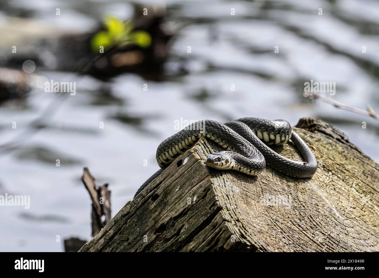 Grass snake (Natrix natrix), Emsland, Lower Saxony, Germany Stock Photo ...
