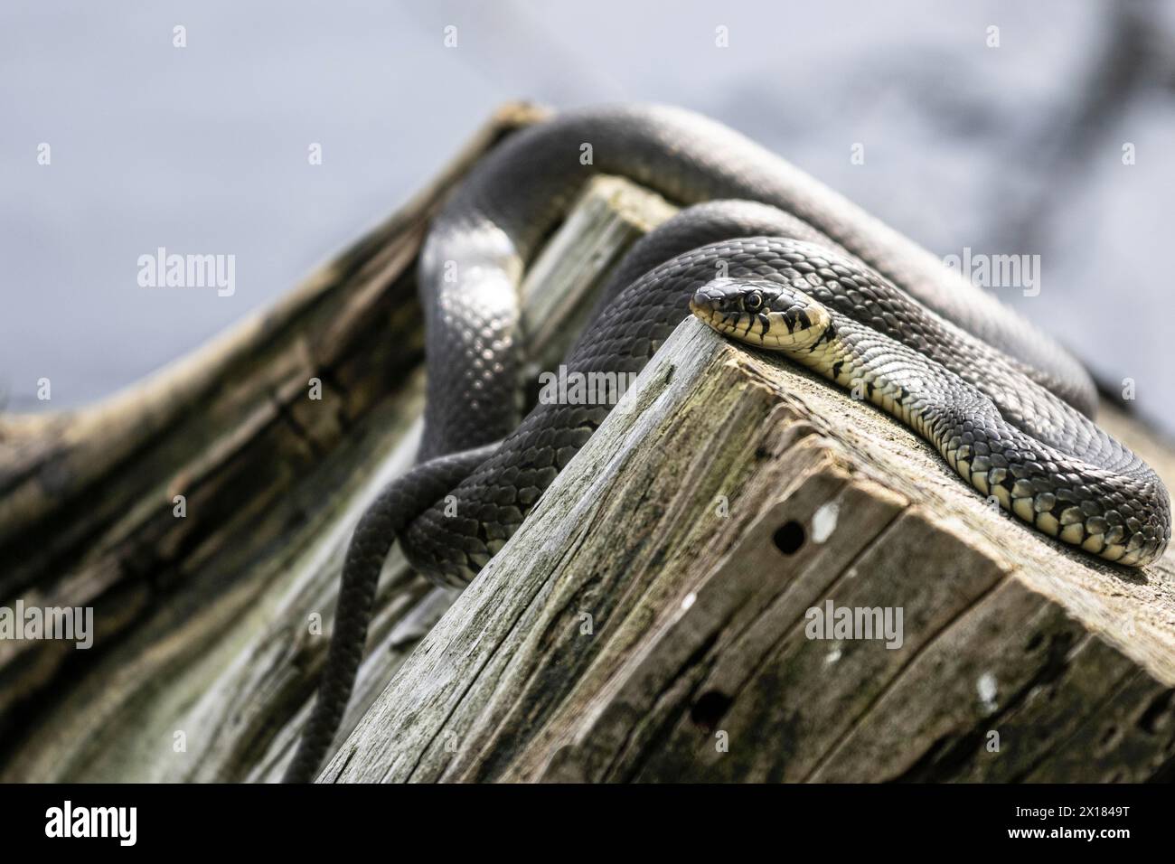 Grass snake (Natrix natrix), Emsland, Lower Saxony, Germany Stock Photo ...