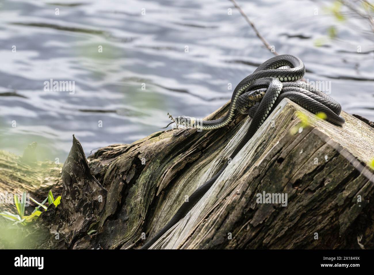 Grass snake (Natrix natrix), Emsland, Lower Saxony, Germany Stock Photo ...