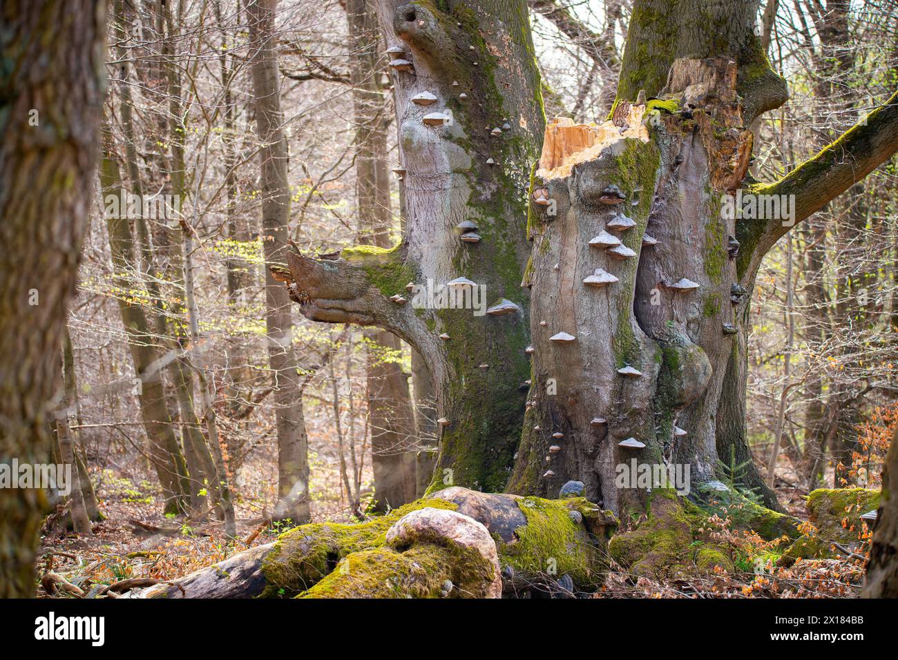 Common beech (Fagus sylvatica), tinder fungus (Fomes fomentarius ...