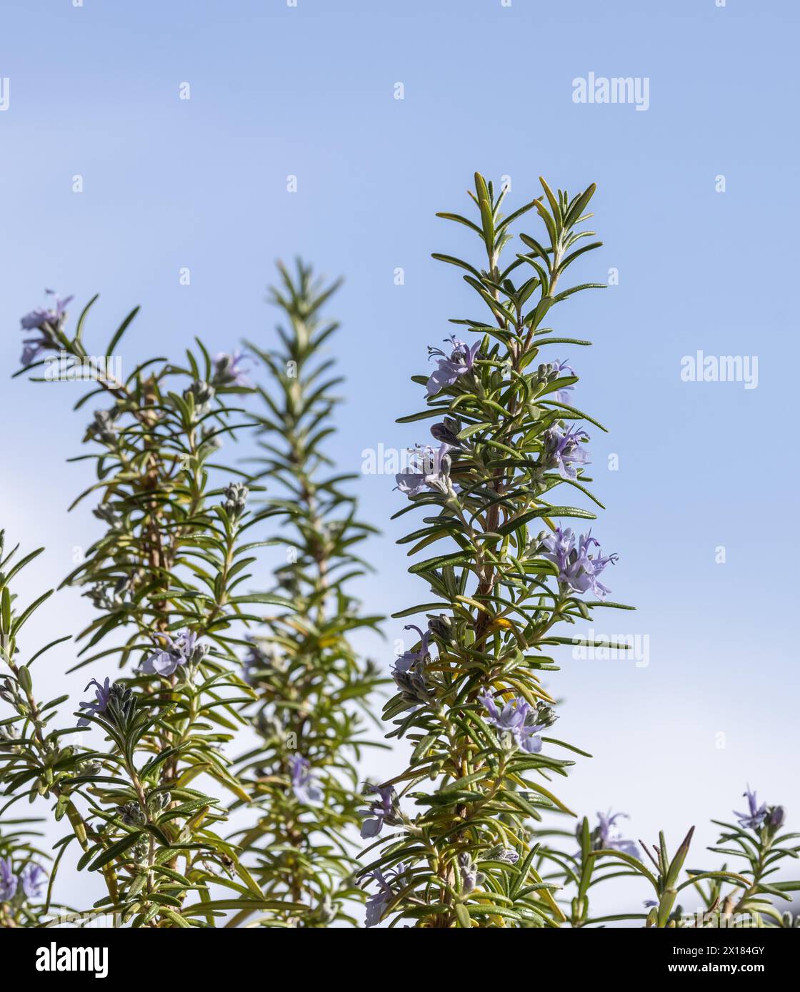 Rosemary (Salvia rosmarinus), spice, flowers Stock Photo - Alamy