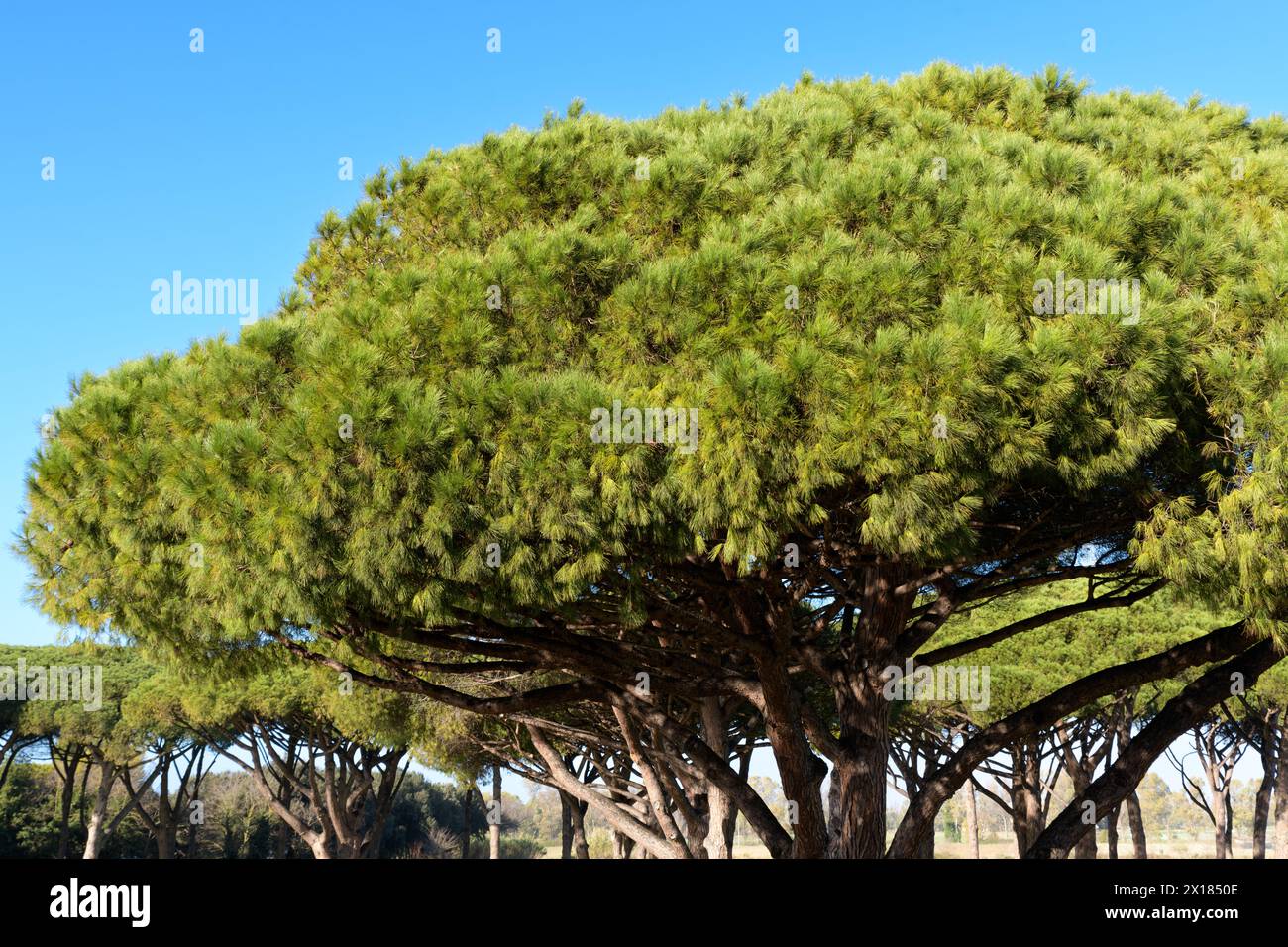 Crowns of pines Pinus pinea Stock Photo - Alamy