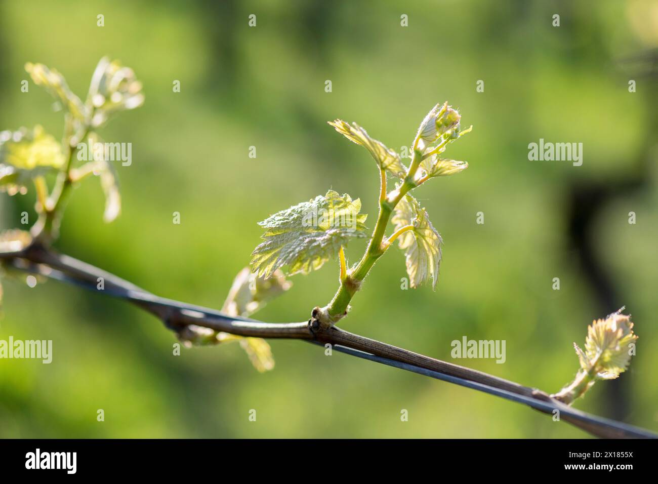 Young leaves of a grapevine in spring, viticulture, budding, shoots ...