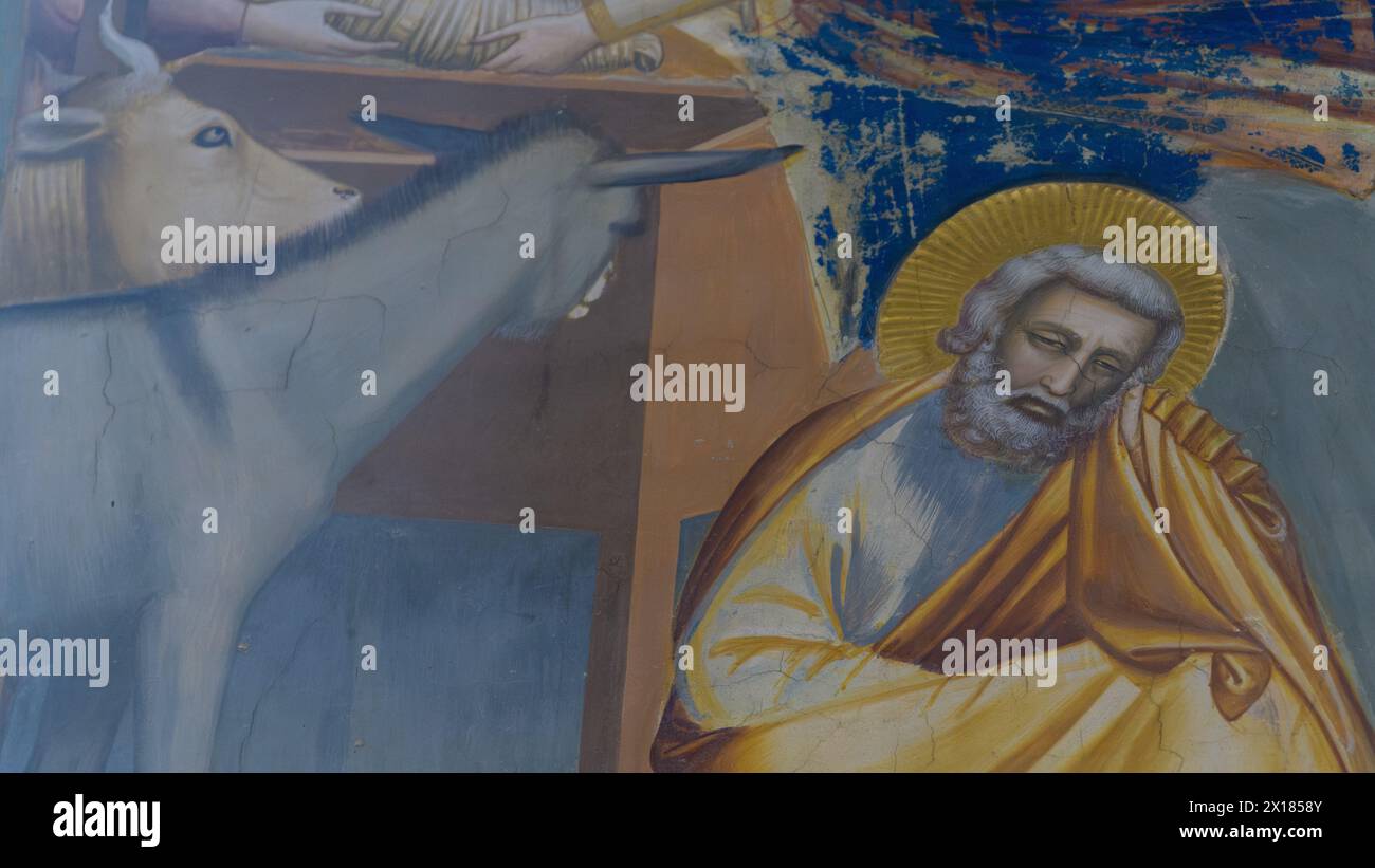 Fresco Giotto "Nativity of Jesus Christ". Fragment with Joseph in the ...
