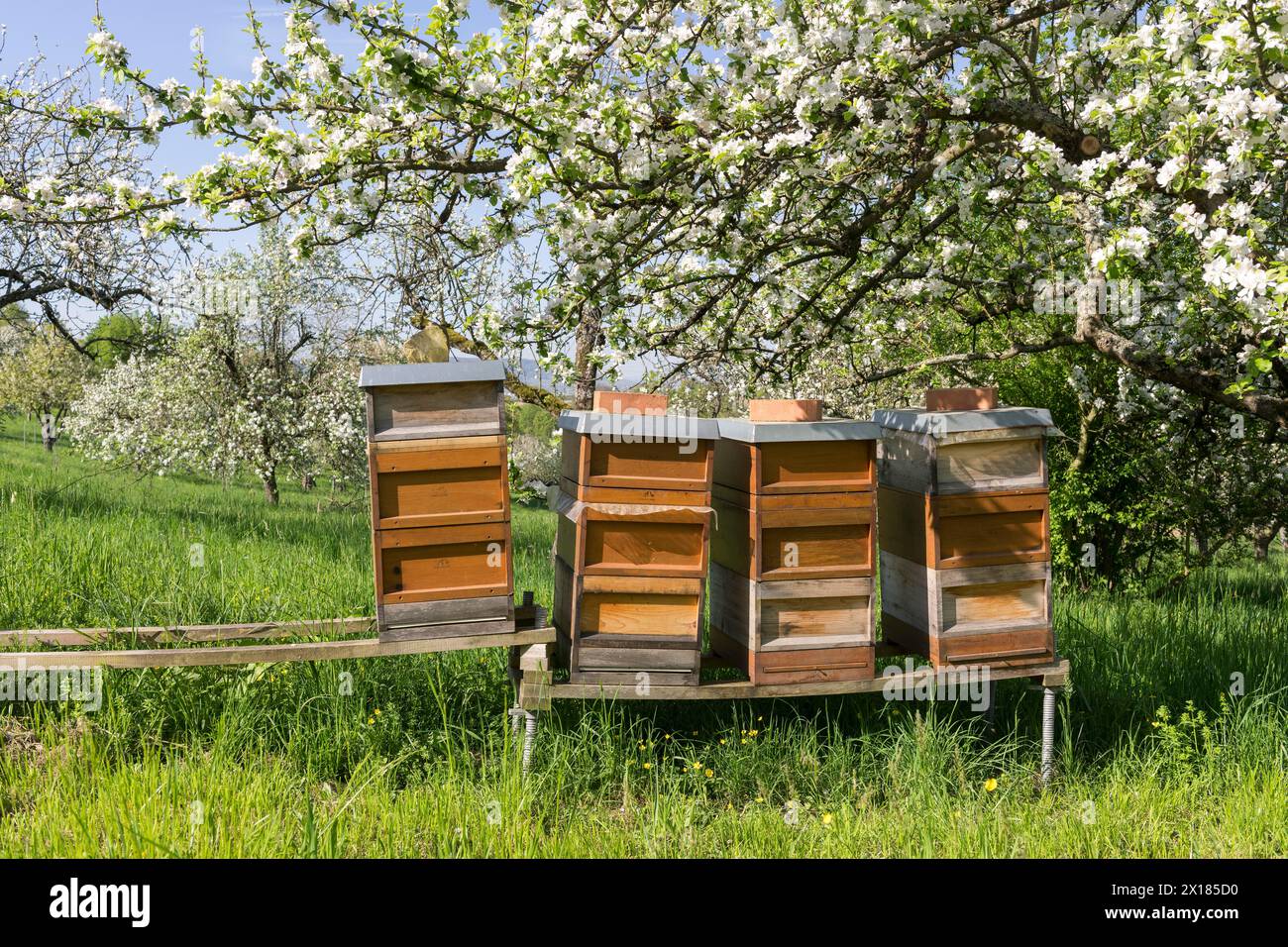 View of Korb-Steinreinach with church tower, meadow orchard, blossoming ...