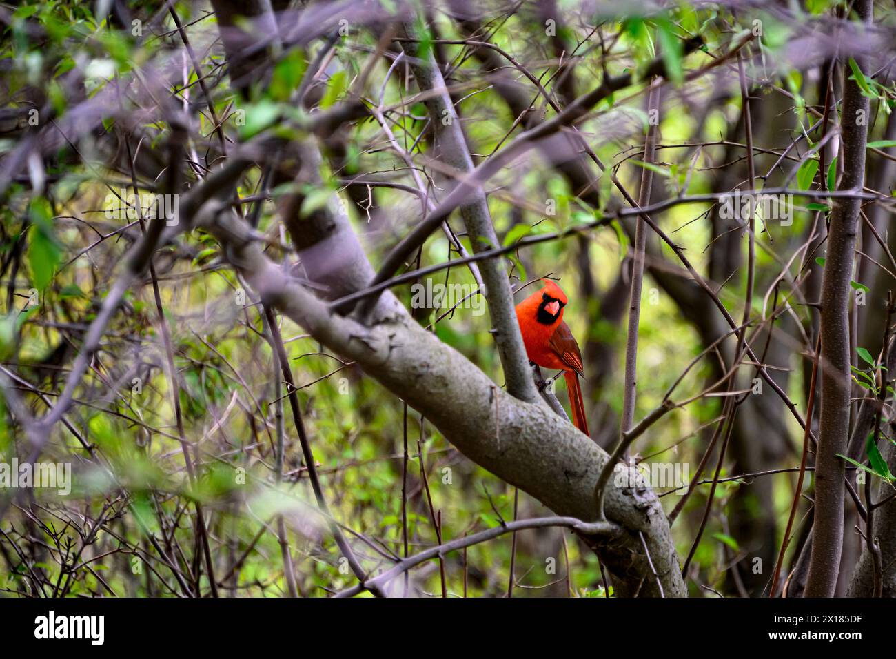 Northern Cardinal on branch in the spring Stock Photo - Alamy