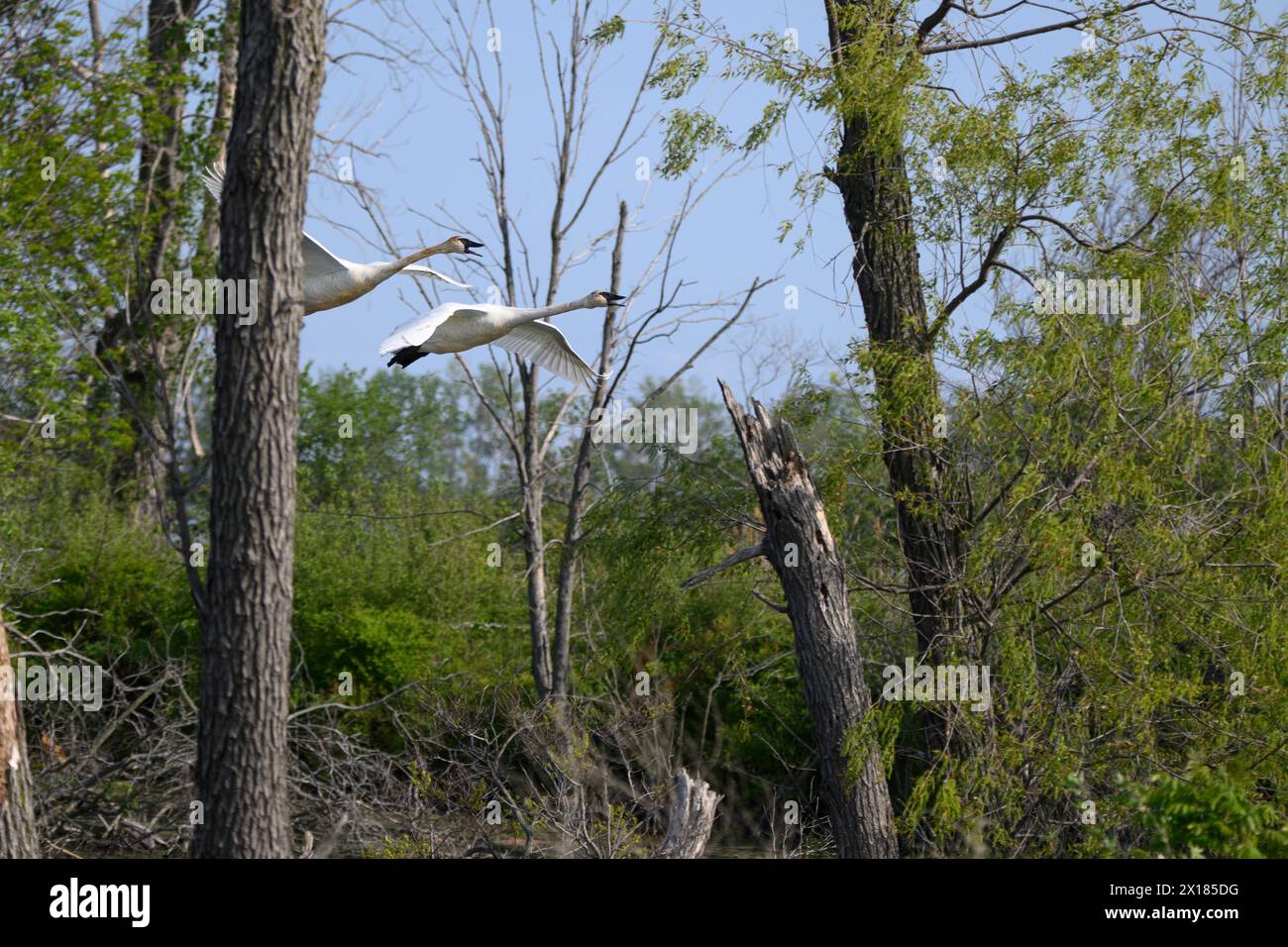Flying through woods hi-res stock photography and images - Alamy