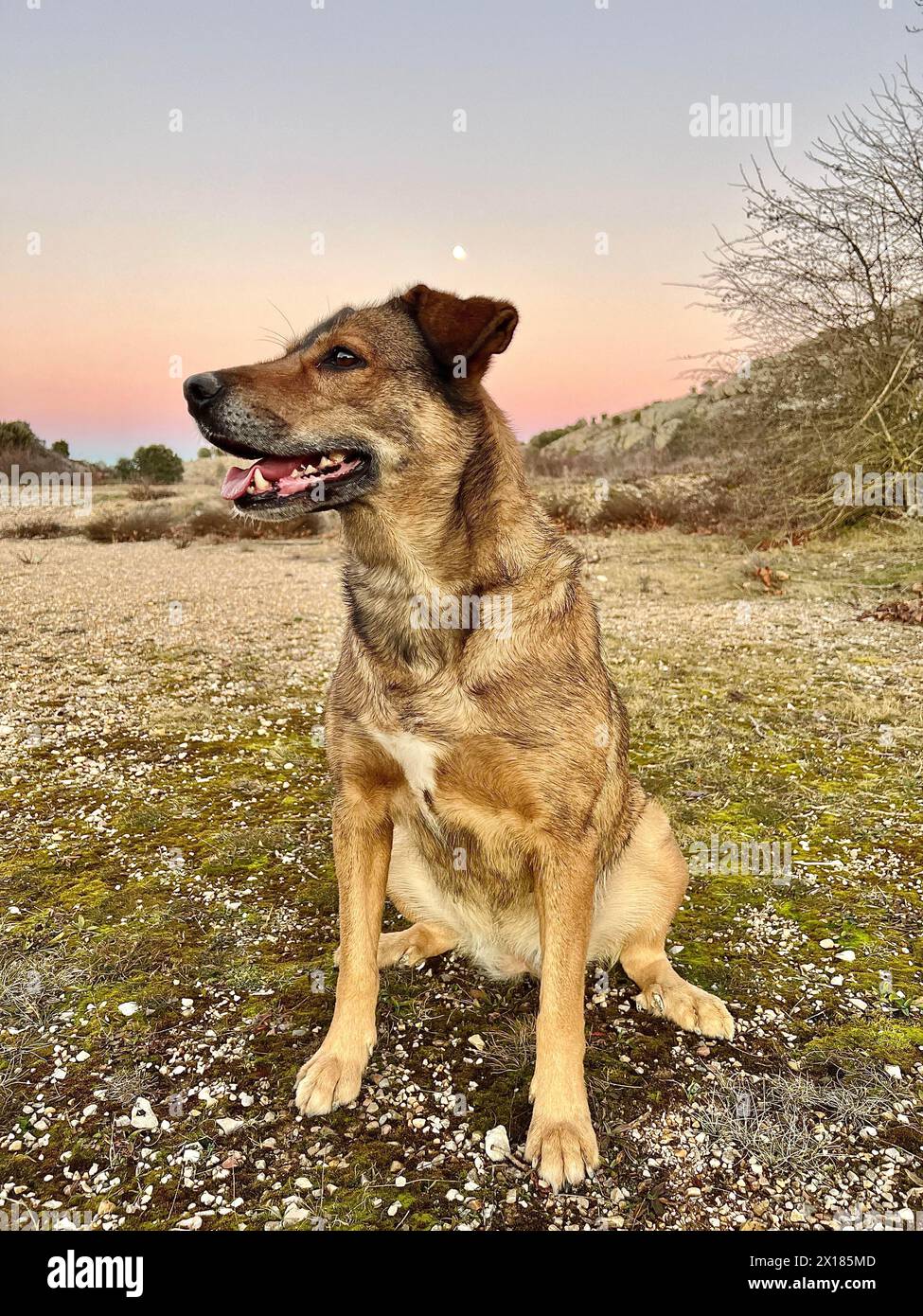 Gracefully sit hi-res stock photography and images - Alamy