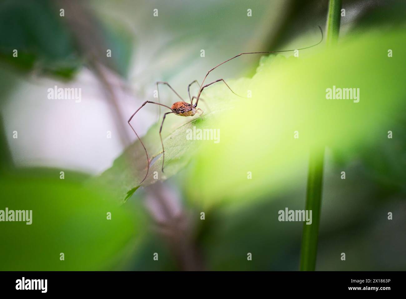 Harvestman spider working his way along a plant Stock Photo - Alamy