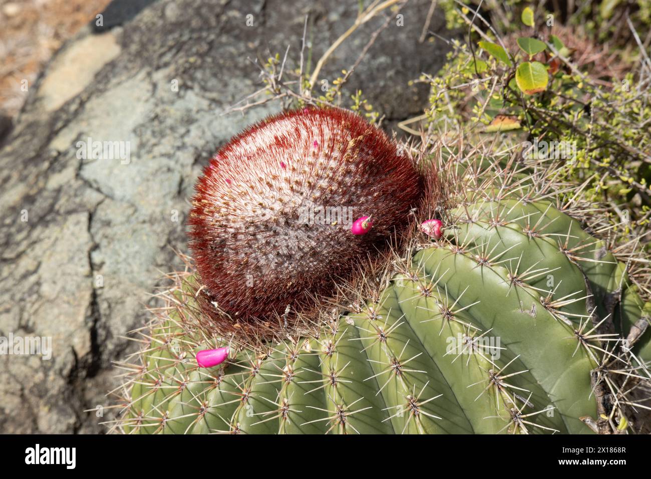 Guana Bay Coastal hike, St. Maarten, Caribbean Stock Photo - Alamy