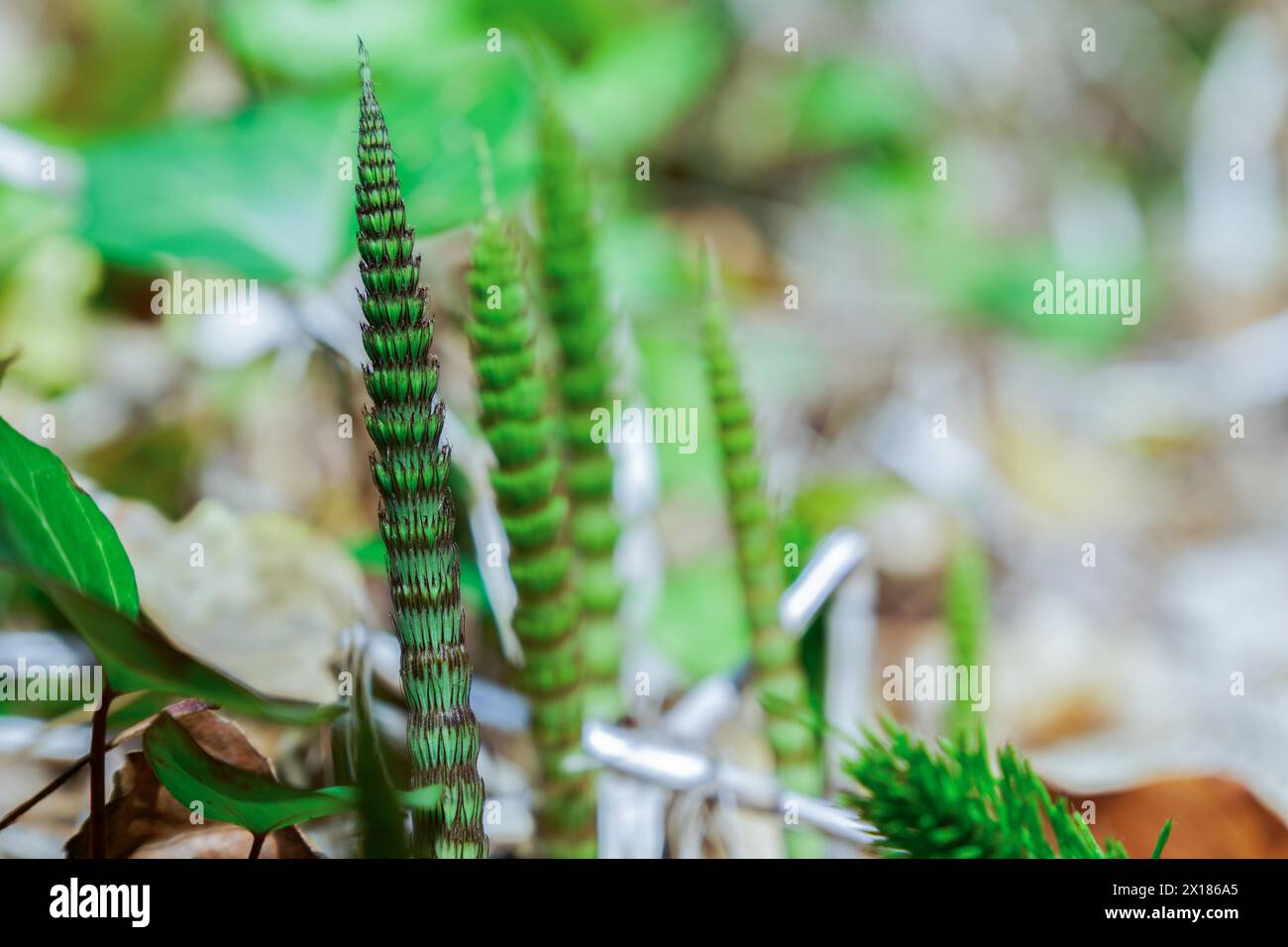 Close-up of a horsetail plant, Equisetum telmateia, growing in a forest ...