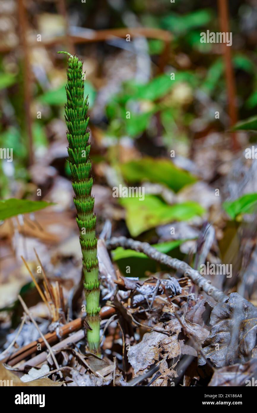 Great horsetail also known as northern giant horsetail, Equisetum ...