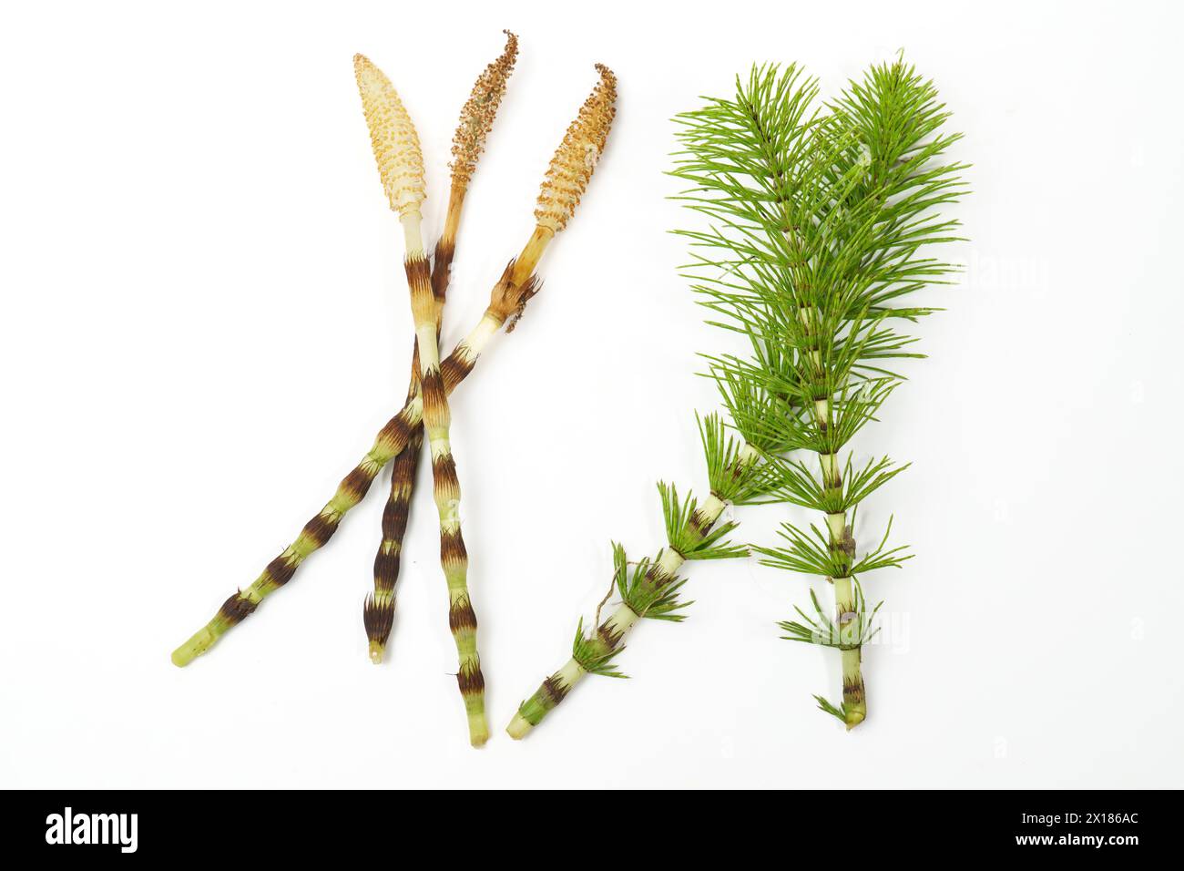 Fresh branches of the medicinal plant horsetail, Equisetum arvense ...
