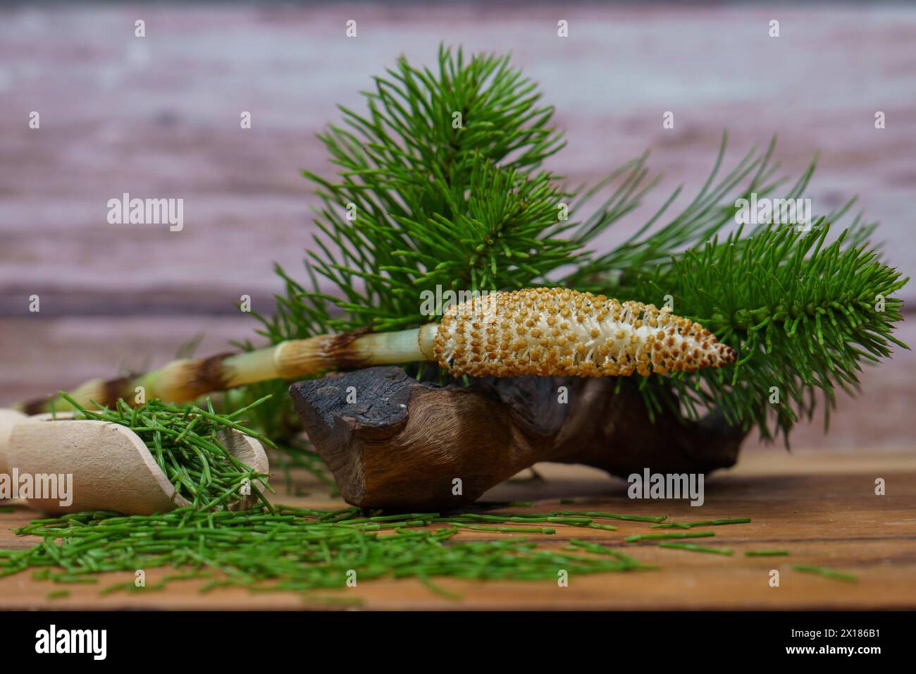 Fresh branches of the medicinal plant horsetail, Equisetum arvense ...