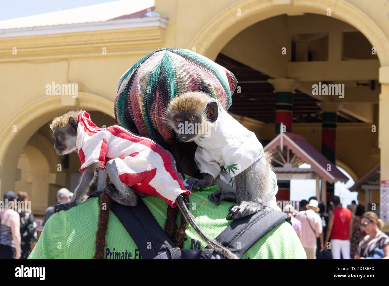 Monkey handler with pair of Vervet Monkeys at Port Zante, Basseterre ...