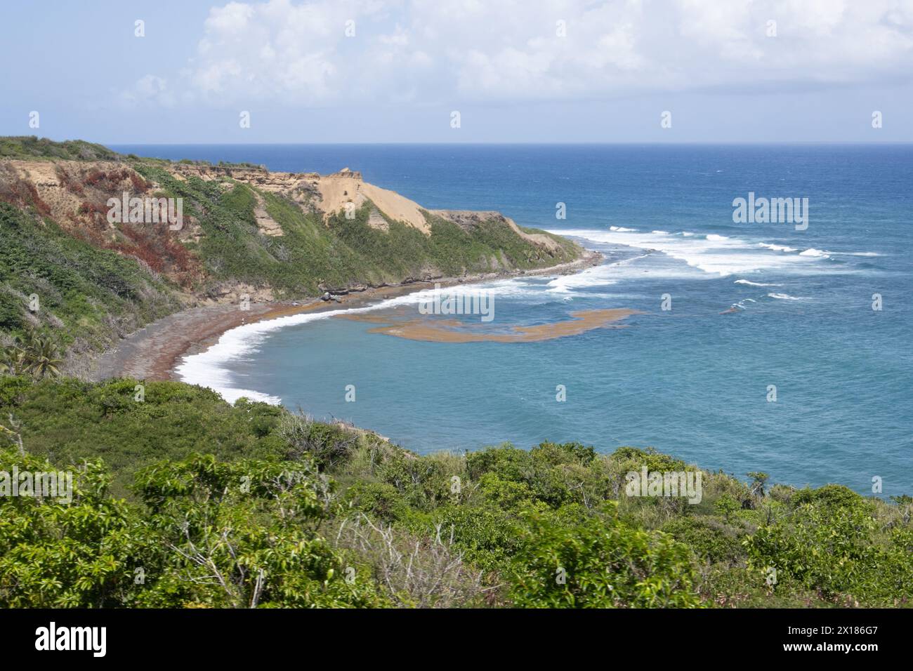 St. Kitts coastline and Sargassum seaweed Stock Photo - Alamy