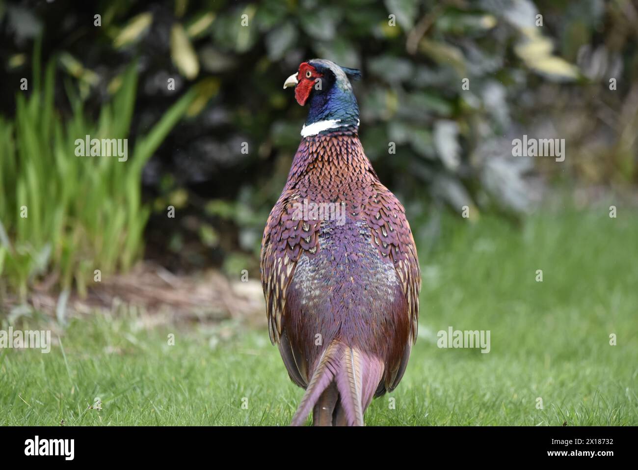 Close-Up Centre Foreground Image of a Male Common Pheasant (Phasianus ...