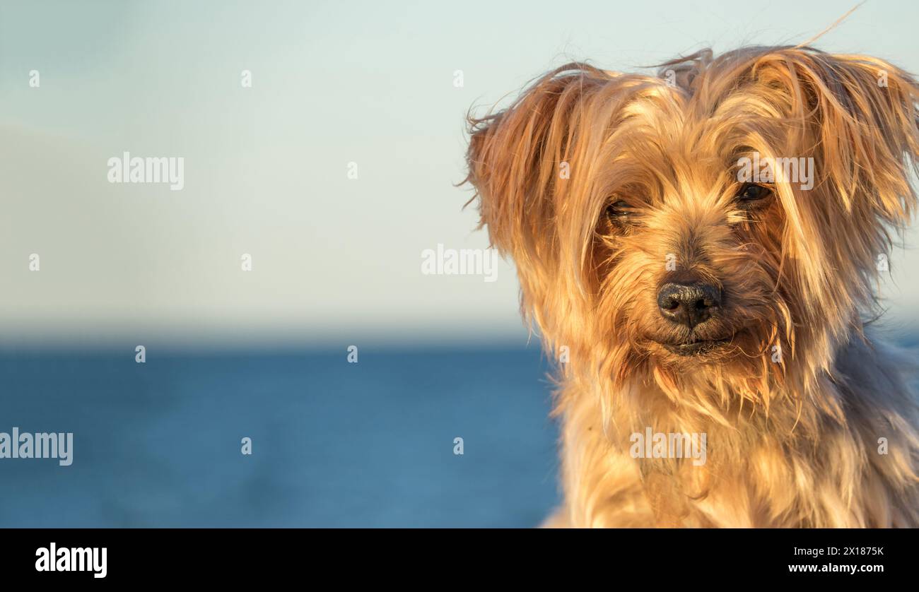 deep look dog portrait blurred blue background with copy space at one ...