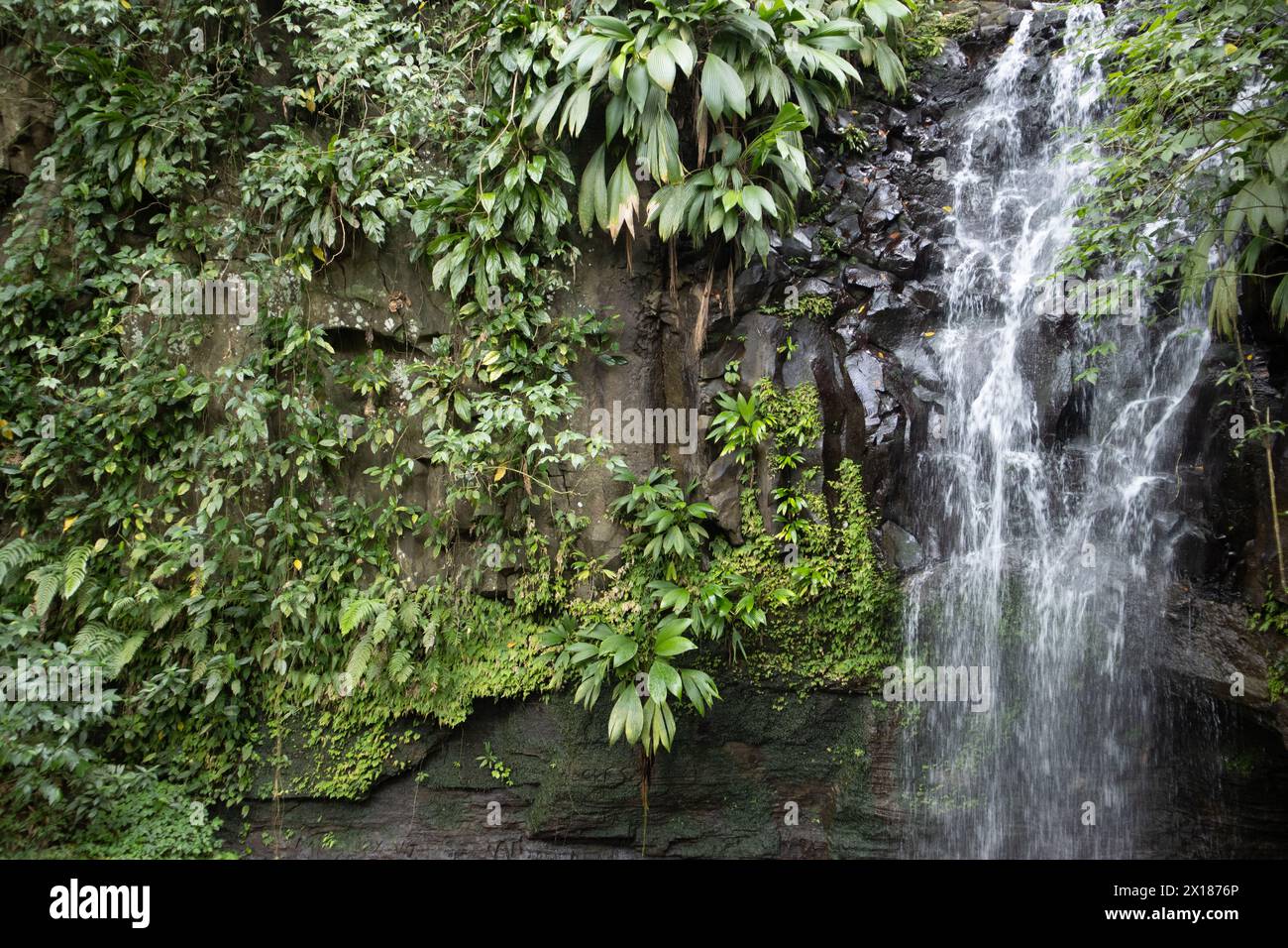 Eco Trek to Bamboo Falls, Grenada Stock Photo - Alamy