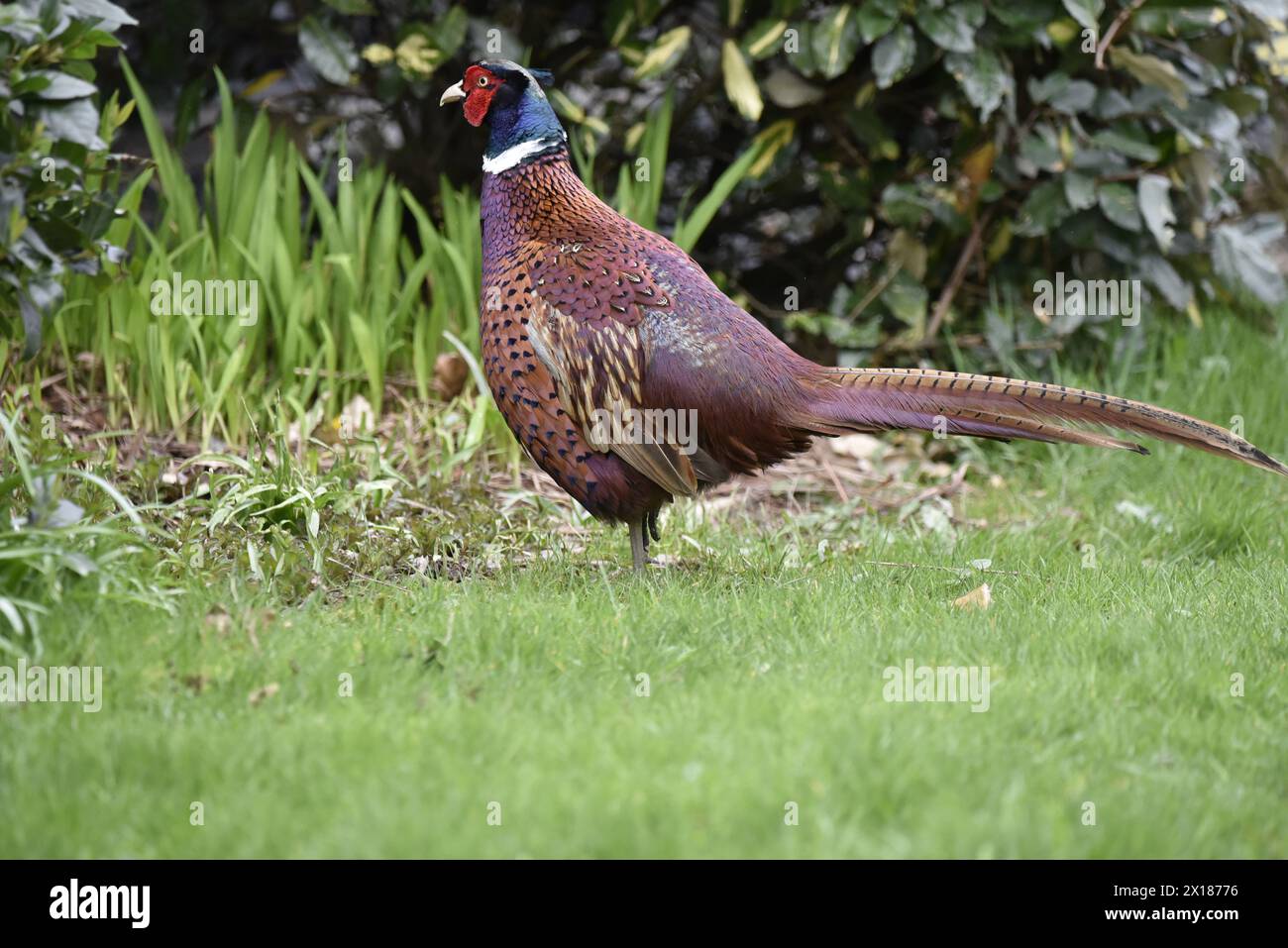 Male Common Pheasant (Phasianus colchicus) Standing in Left-Profile on ...
